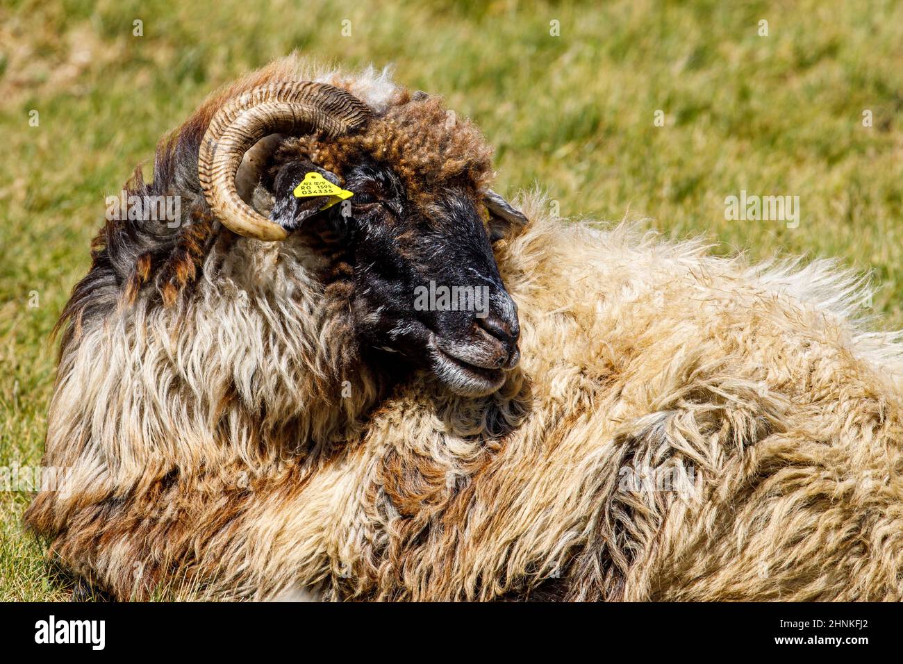 A herd of sheep in the carpathian of romania Stock Photo - Alamy
