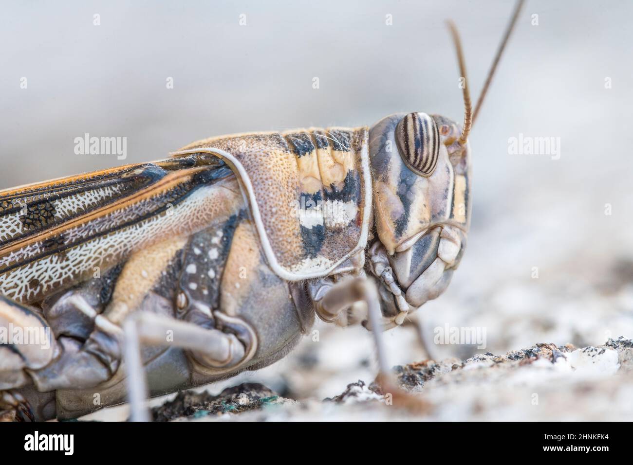 Desert locust (Schistocerca gregaria Stock Photo - Alamy