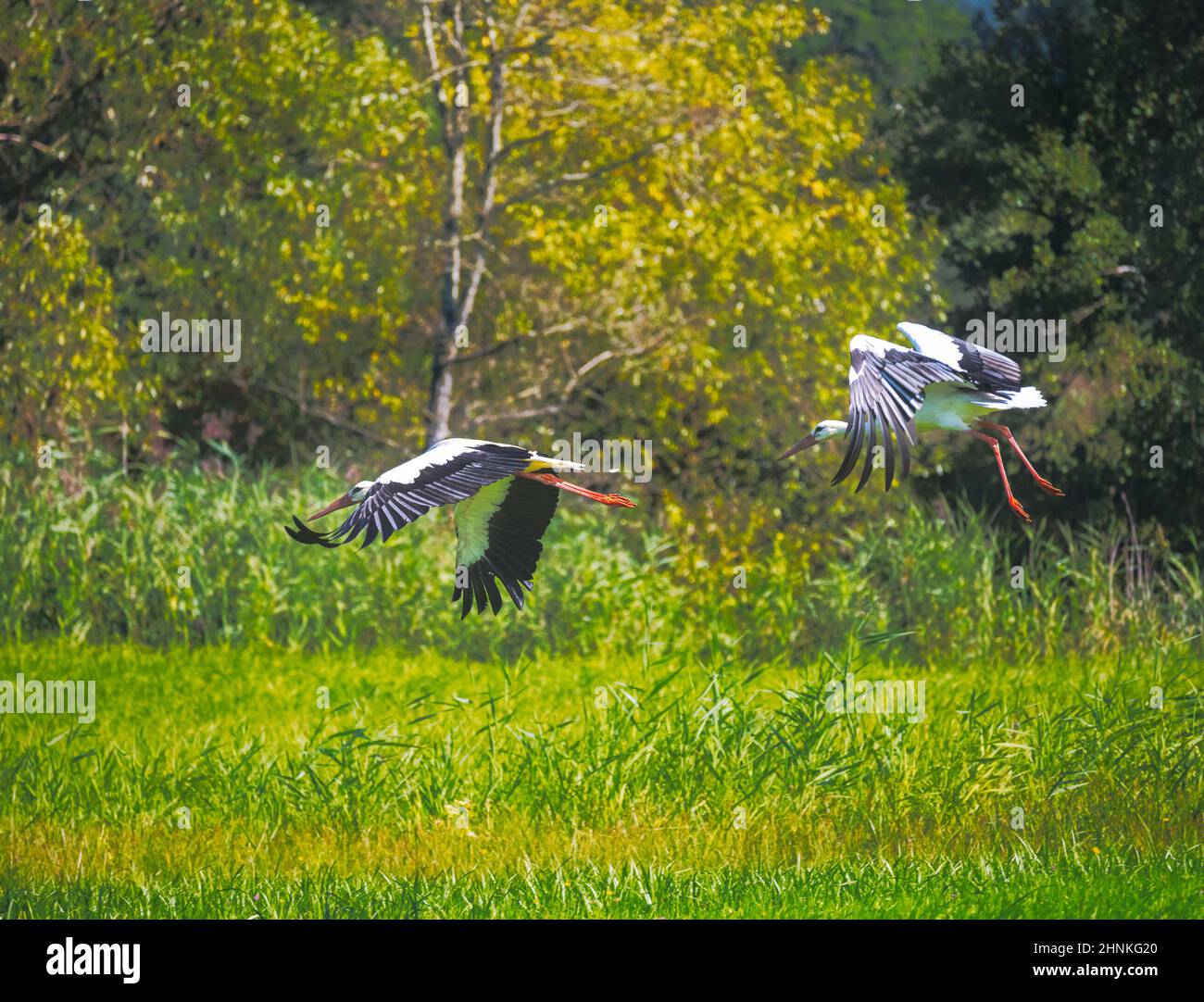 Storks flying over hi-res stock photography and images - Alamy