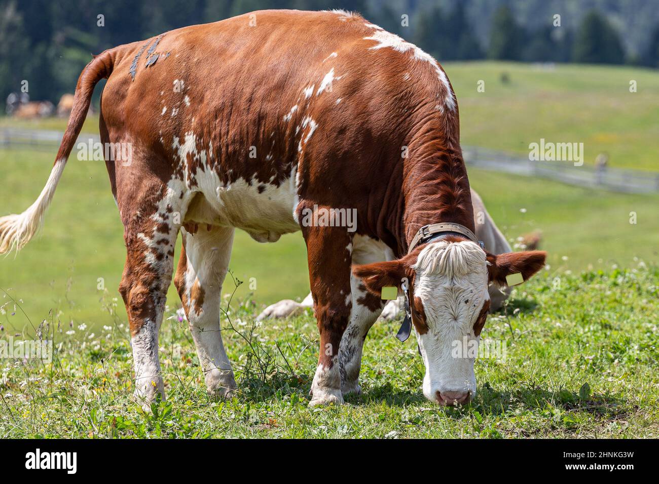 Dairy cattle photographed in the mountain pastures of the Italian Alps ...