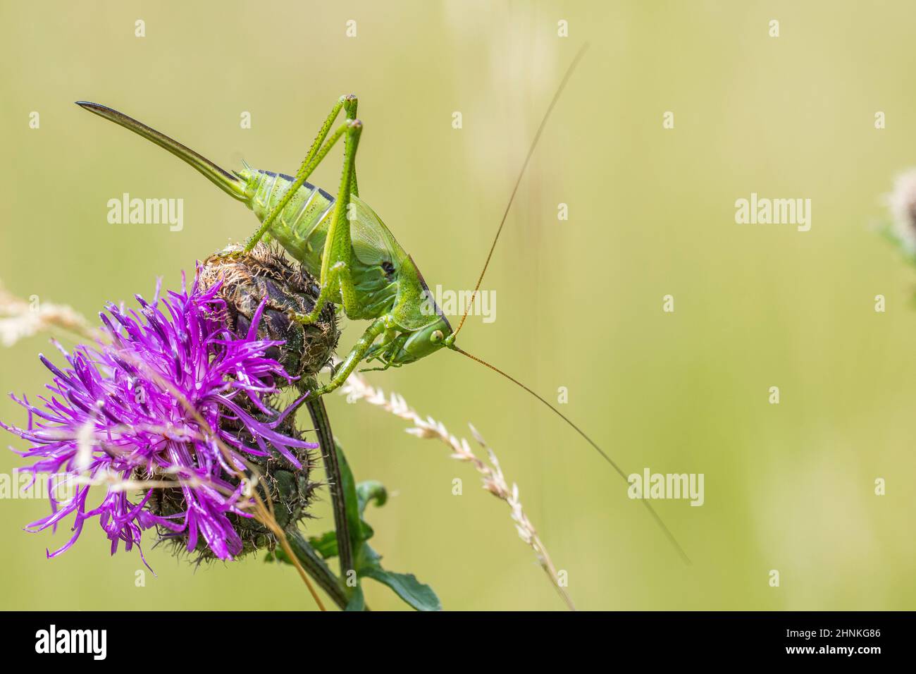 Great green bush-cricket (Tettigonia viridissima) juvenile female Stock ...