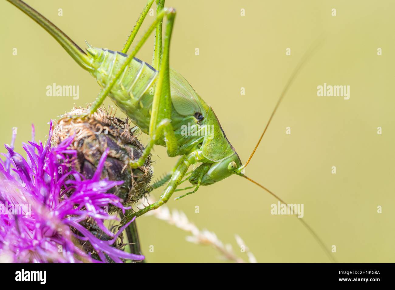 Great green bush-cricket (Tettigonia viridissima) juvenile female Stock ...