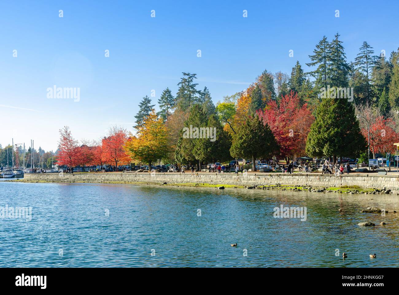 Colorful Stanley Park along the seawall pathin the autumn, Vancouver ...