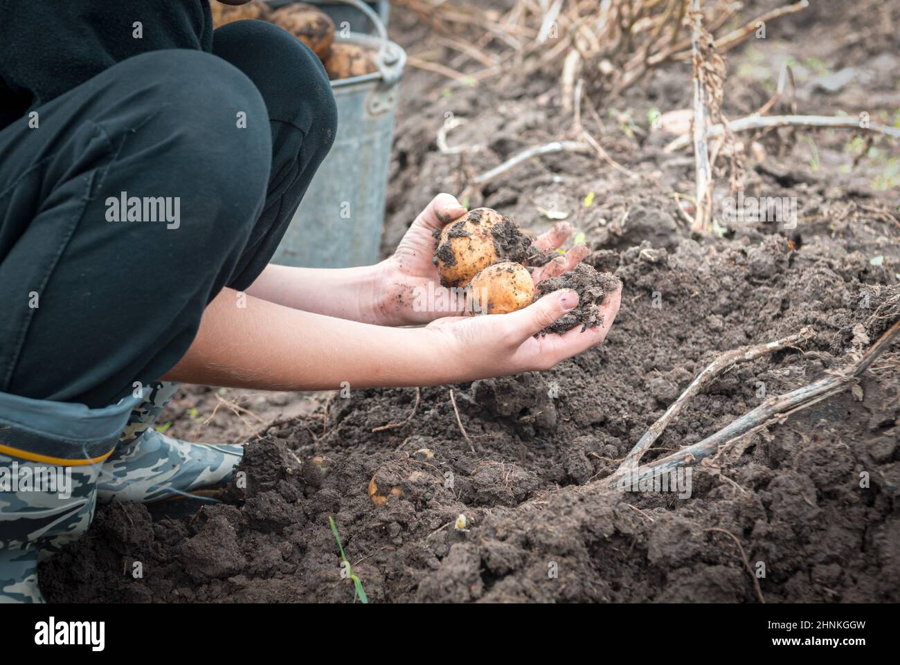 A potatoes harvesting at the farm naturalistic coloured Stock Photo - Alamy