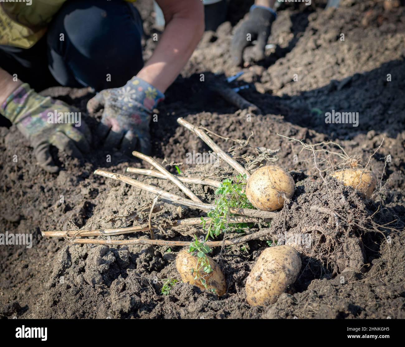 A potatoes harvesting at the farm naturalistic coloured Stock Photo - Alamy