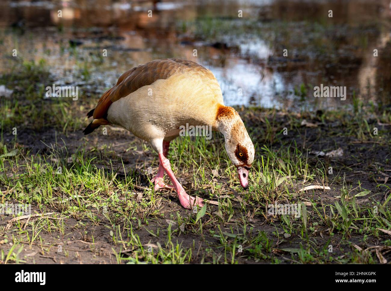 Beautiful Egyptian goose, duck, flew to the Winter Lake in Netanya in ...