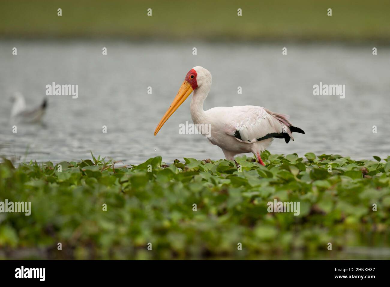 Yellow-billed stork in Lake Naivasha in Kenya Stock Photo - Alamy