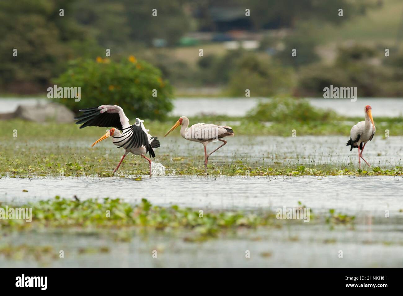 Yellow-billed stork in Lake Naivasha in Kenya Stock Photo - Alamy