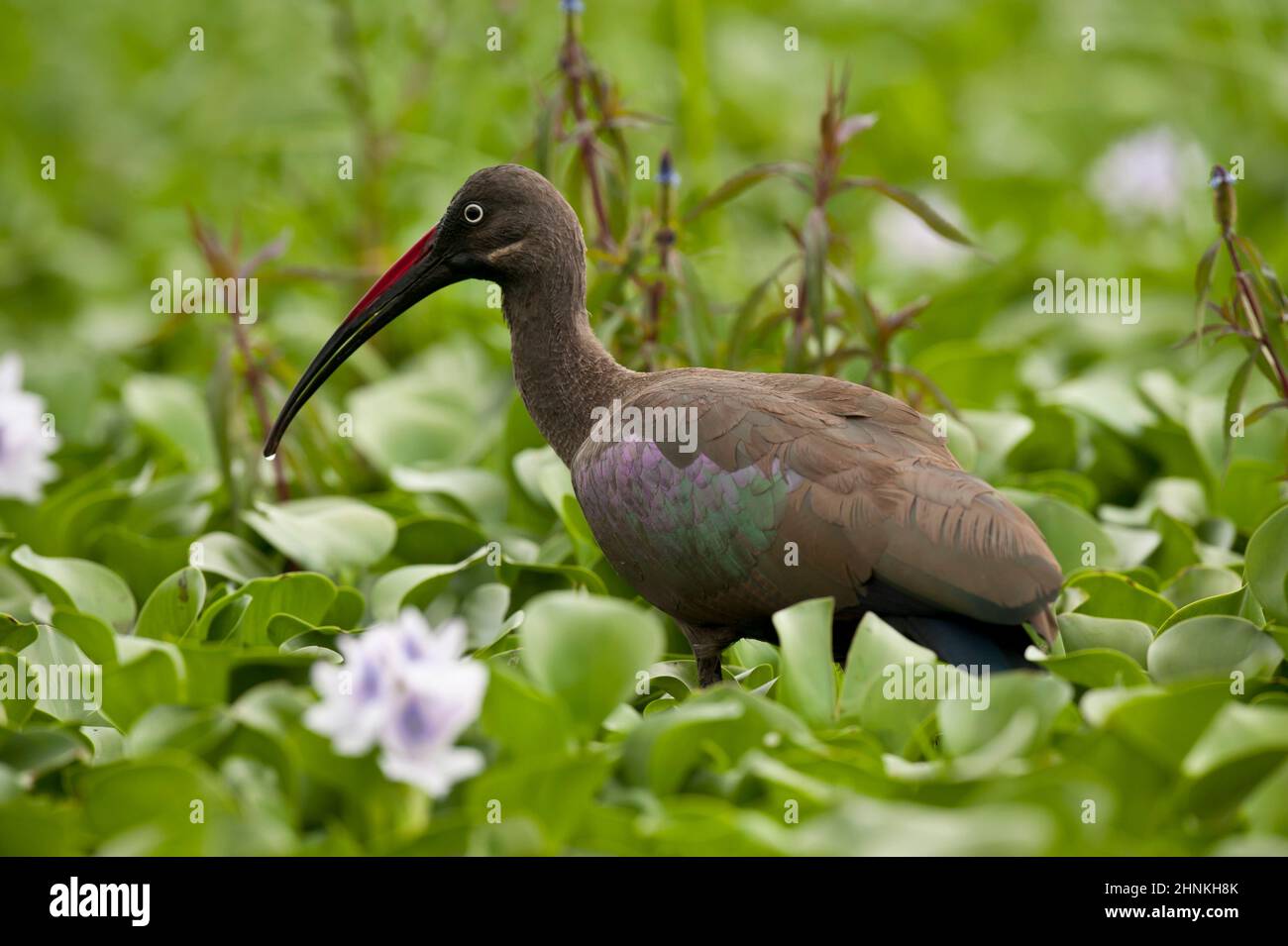 Hadada ibis in lake Naivasha in Kenya Stock Photo - Alamy
