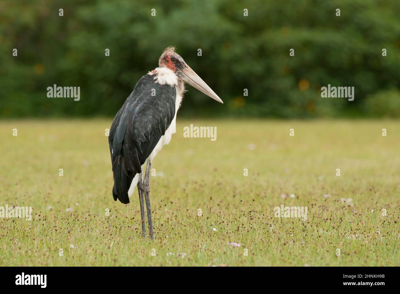 Marabou stork in lake Naivasha in Kenya Stock Photo - Alamy