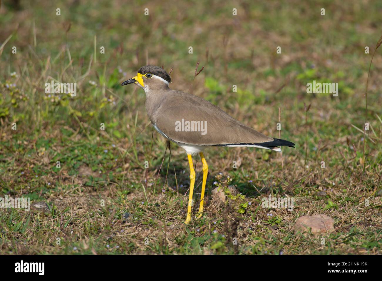 Yellow wattled lapwing. Typical indian bird also called vanellus ...
