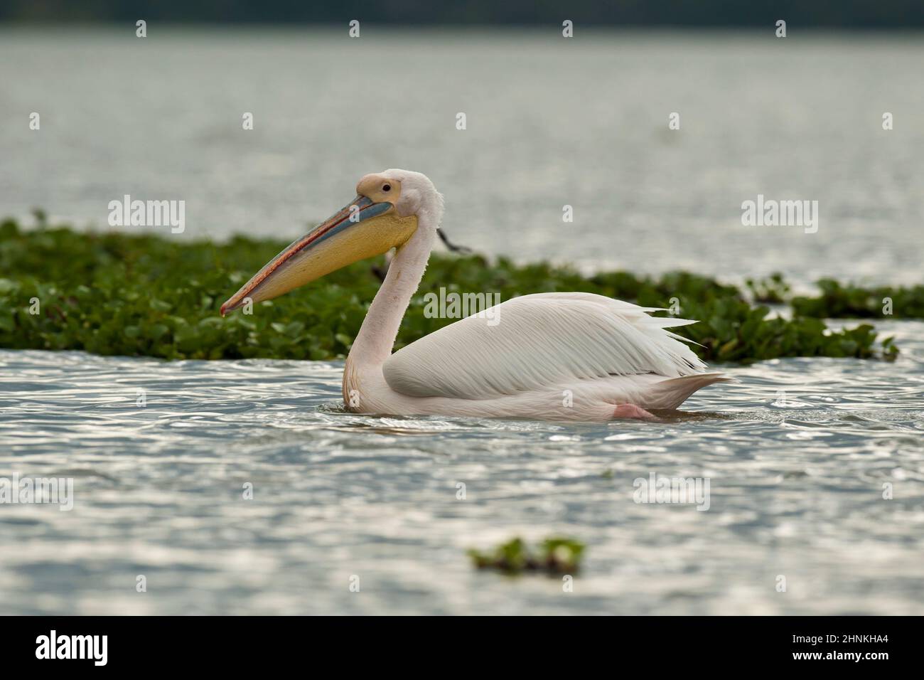 Great white pelican on naivasha lake in Kenya Stock Photo - Alamy