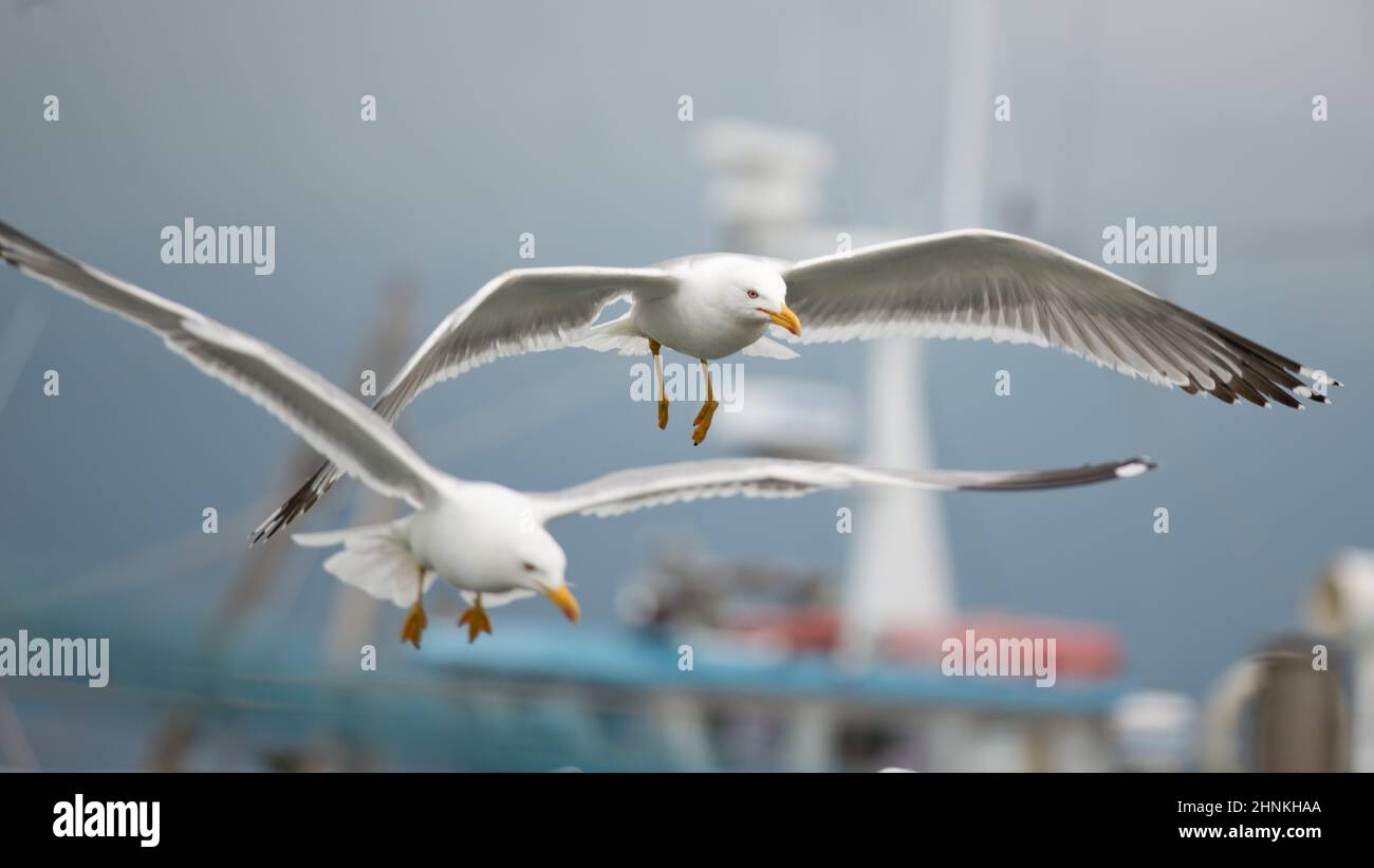 Gull typical mediterranean bird of the laridae family Stock Photo - Alamy