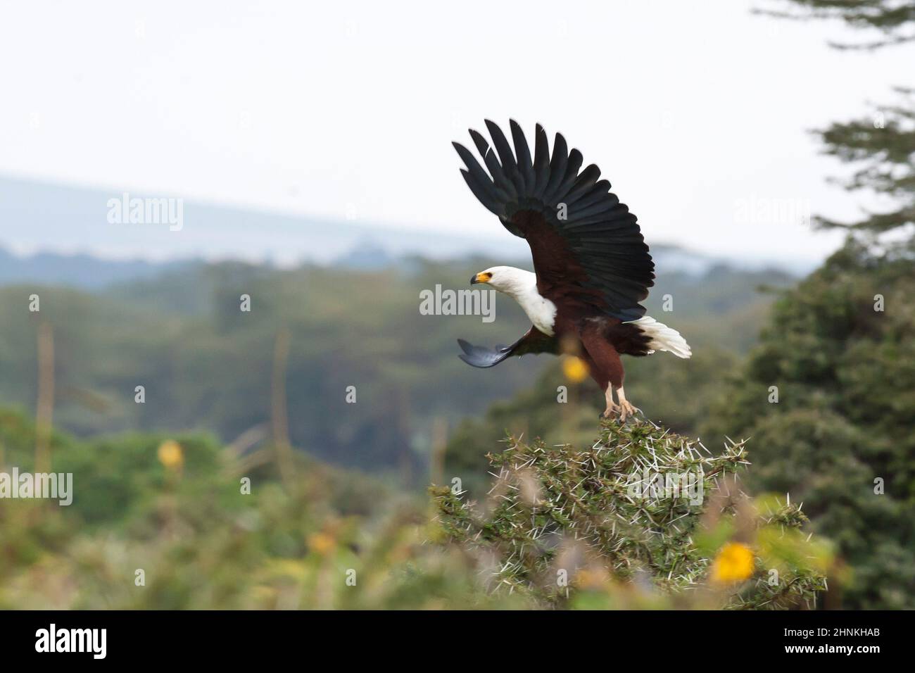 African fish eagle flying in lake naivasha, kenya Stock Photo - Alamy