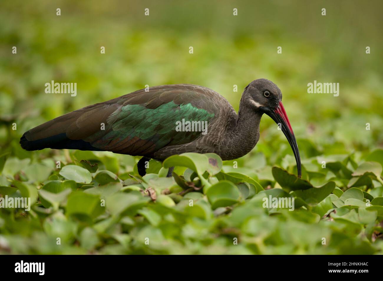 Hadada ibis in lake Naivasha in Kenya Stock Photo - Alamy