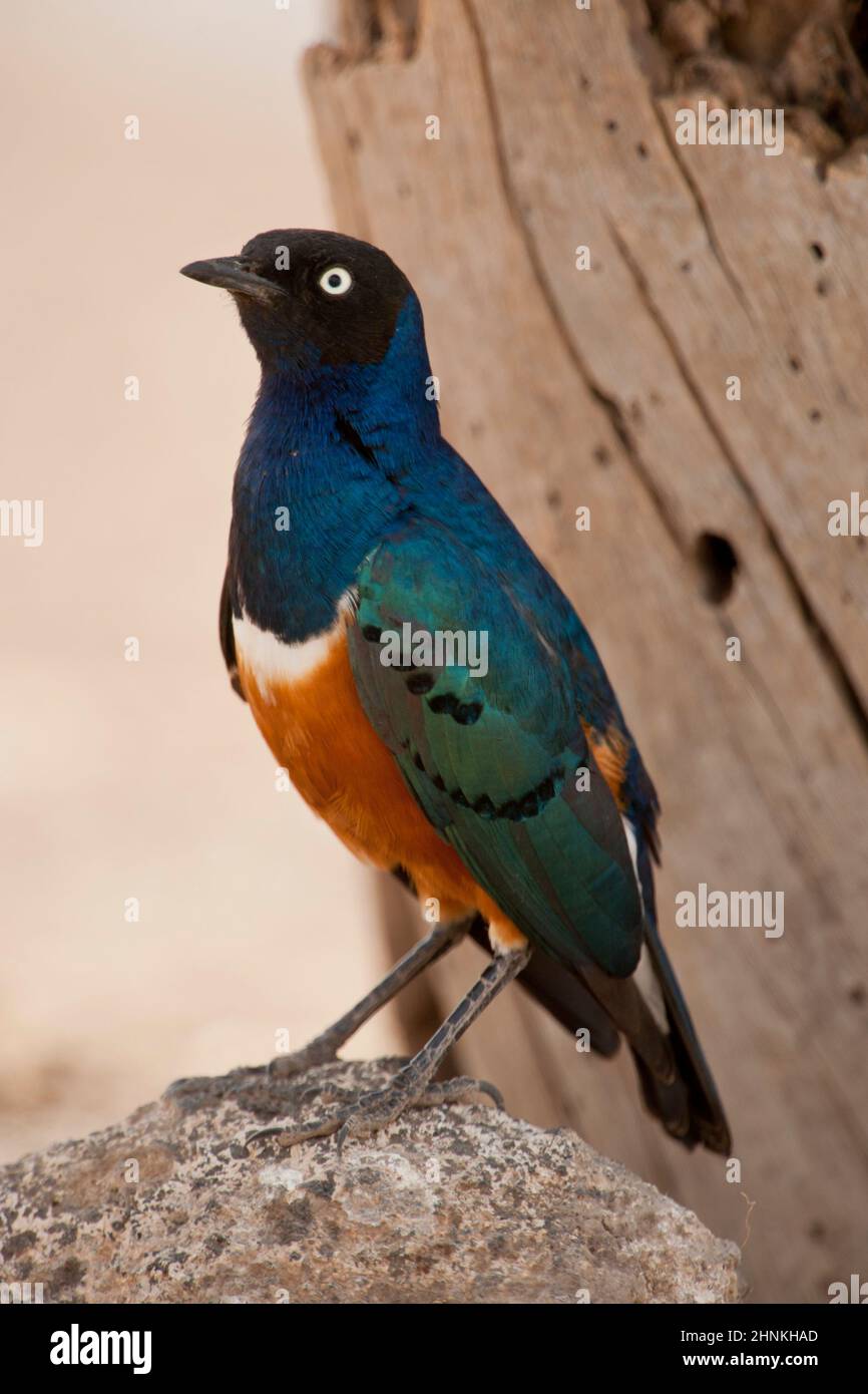 Superb starling in Amboseli National Park of Kenya Stock Photo - Alamy