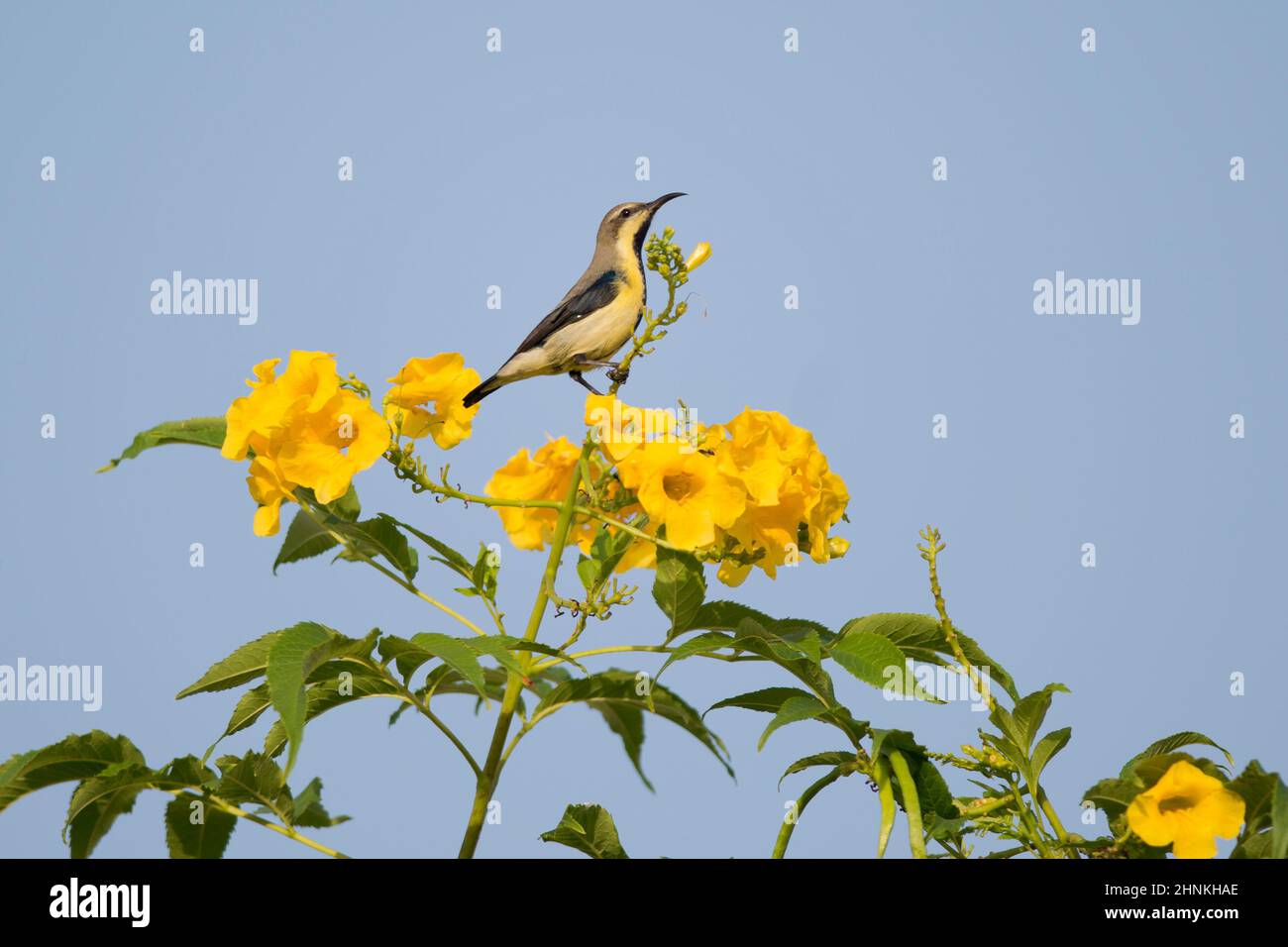 Olive-backed sunbird, also known as the Yellow-bellied Sunbird, is a ...