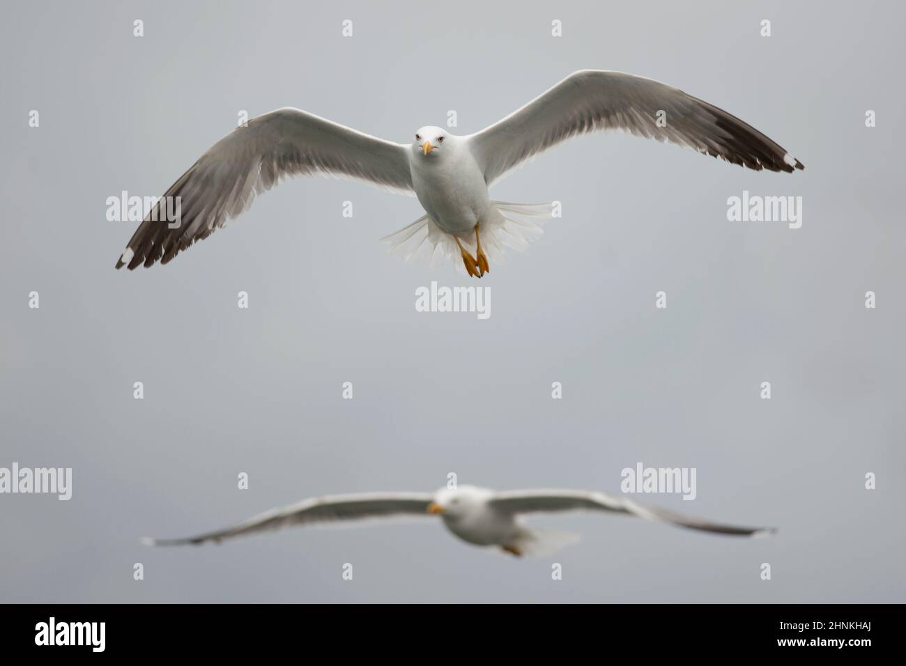 Gull typical mediterranean bird of the laridae family Stock Photo - Alamy