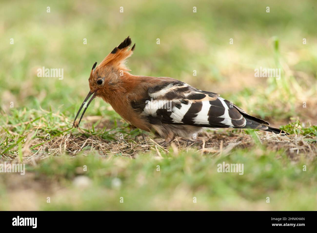 Hoopoe feeding of an insect in Amboseli National Park of Kenya Stock ...