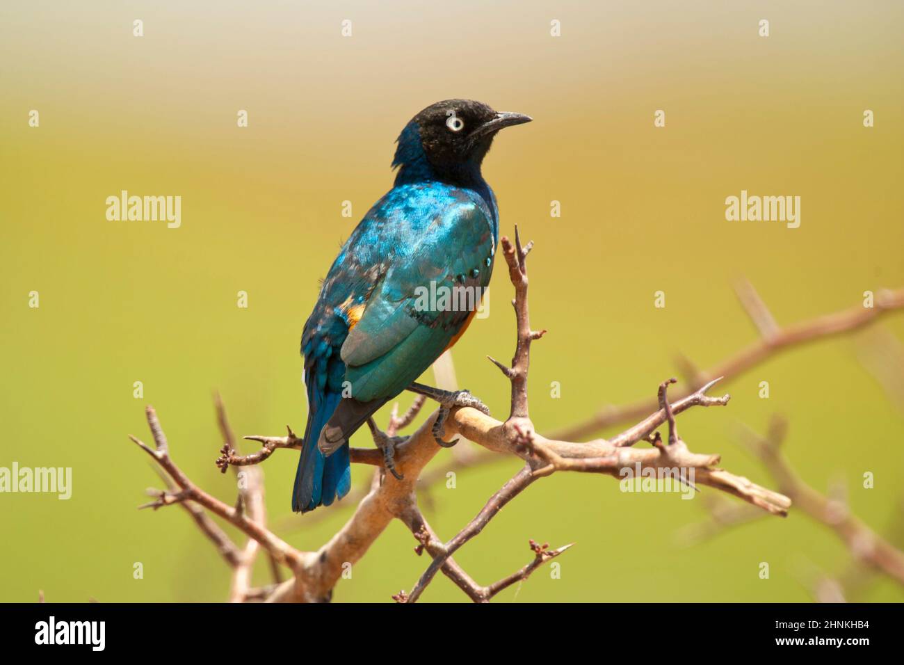 Superb starling in Amboseli National Park of Kenya Stock Photo - Alamy