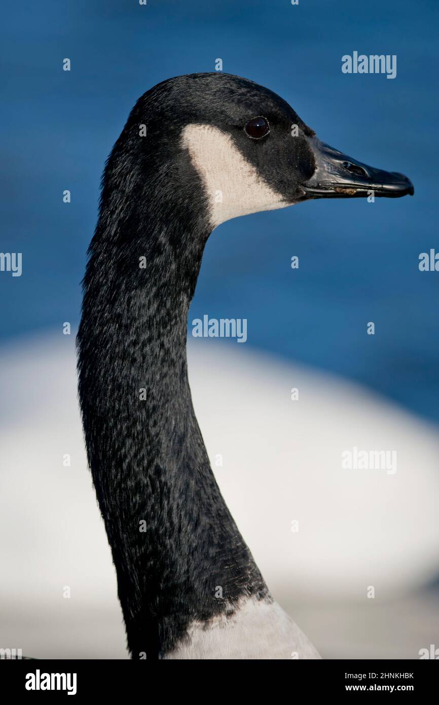 Portrait of a Canada goose, scientific name Branta canadensis Stock ...