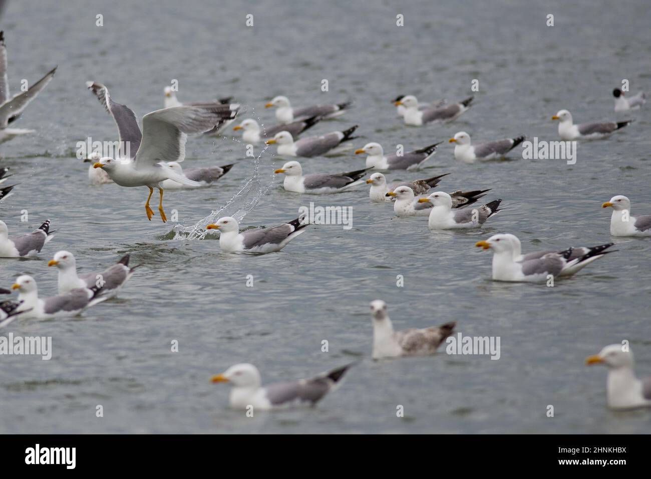 Laridae family hi-res stock photography and images - Alamy