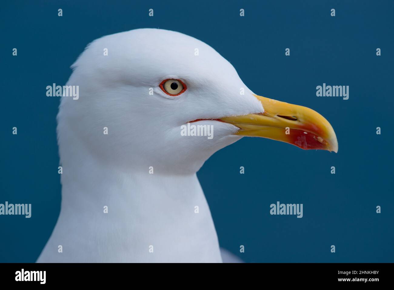 Yellow-legged gull (scientific name larus michahellis) typical ...