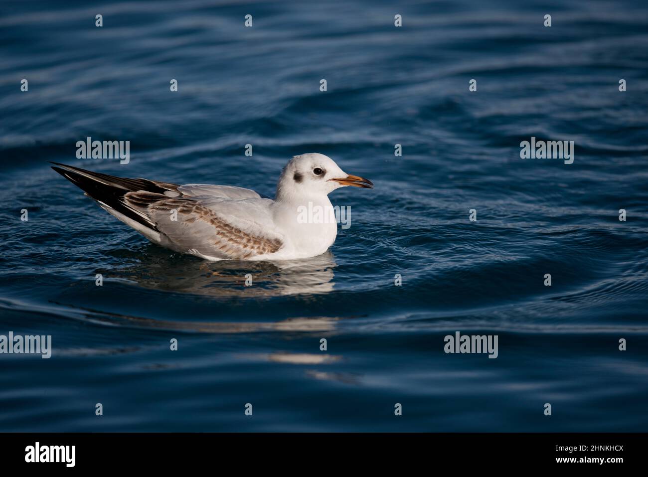 Laridae family hi-res stock photography and images - Alamy