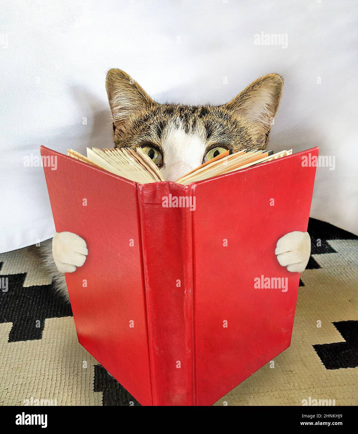 Cat Reading A Book On Lap