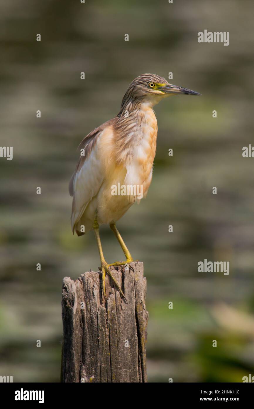Squacco heron in the swamp of Oasi Lipu Torrile, Italy Stock Photo - Alamy
