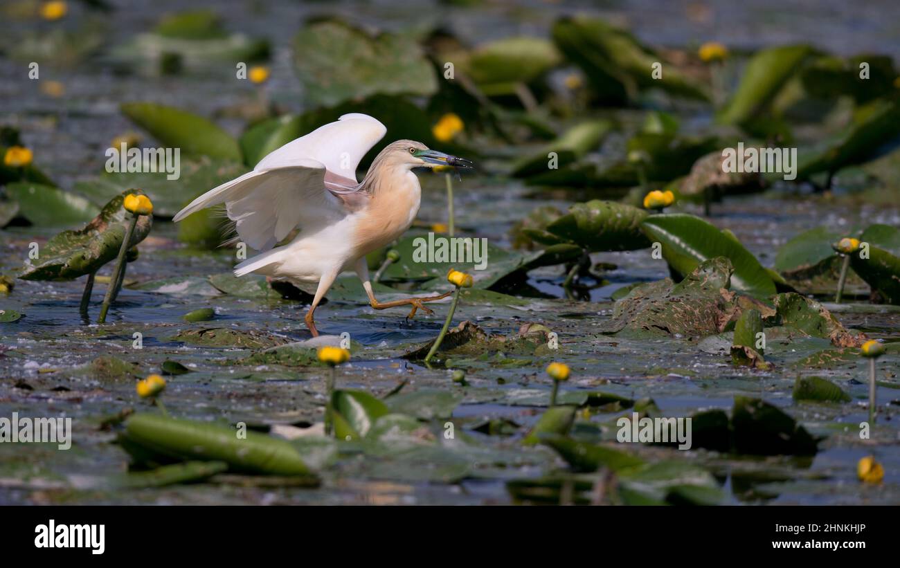 Squacco heron in the swamp of Oasi Lipu Torrile, Italy Stock Photo - Alamy