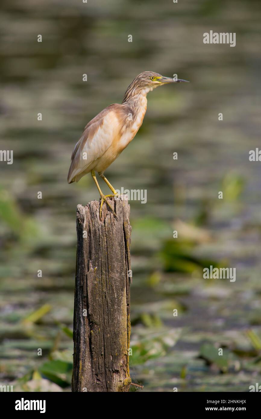 Squacco heron in the swamp of Oasi Lipu Torrile, Italy Stock Photo - Alamy