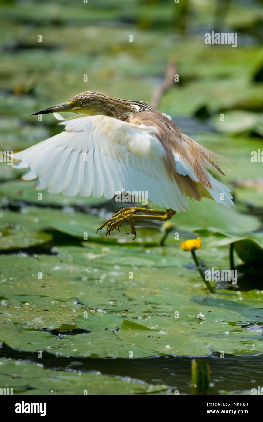 Squacco heron in the swamp of Oasi Lipu Torrile, Italy Stock Photo - Alamy