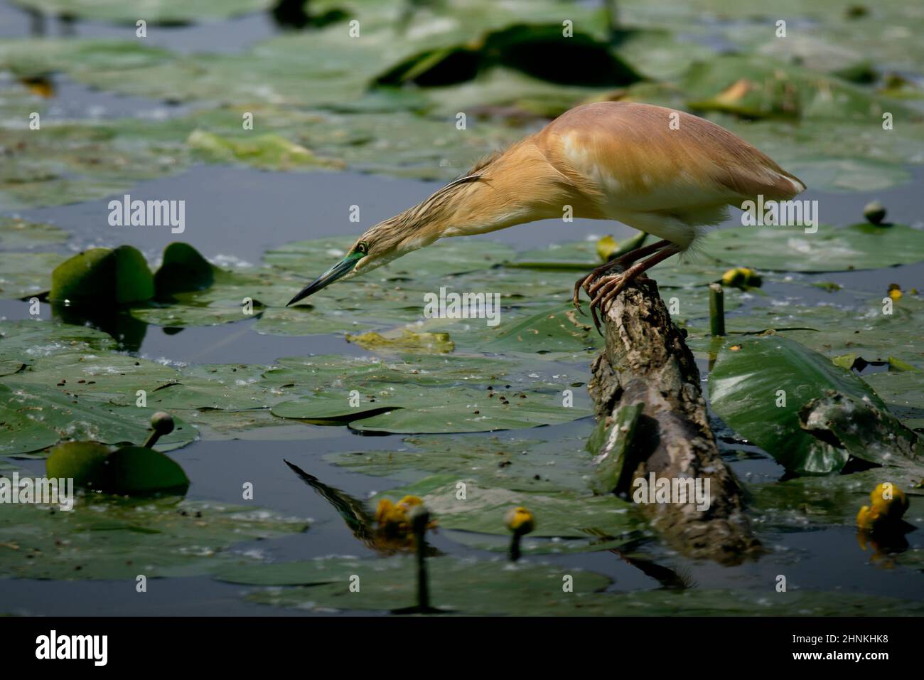 Squacco heron in the swamp of Oasi Lipu Torrile, Italy Stock Photo - Alamy