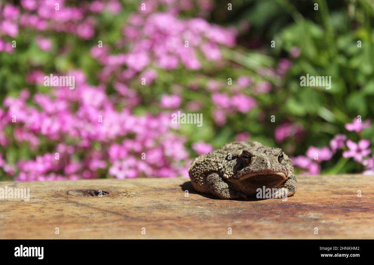 Texas Toad Anaxyrus speciosus in Flower Garden With Blurred Flowers in ...