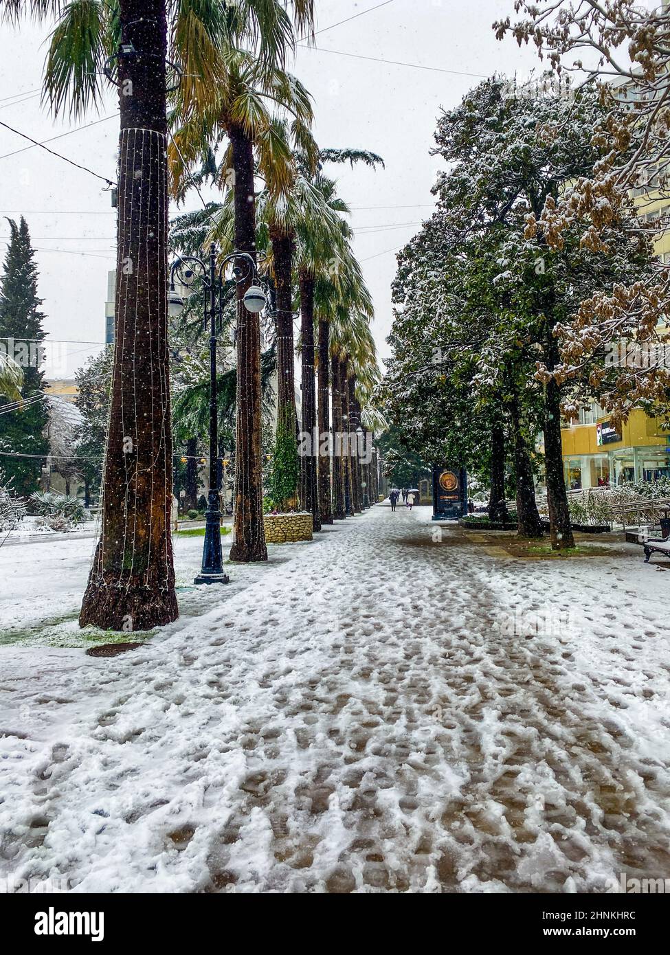 City streets in the winter. Palm trees in snow. Russia, Sochi Stock ...