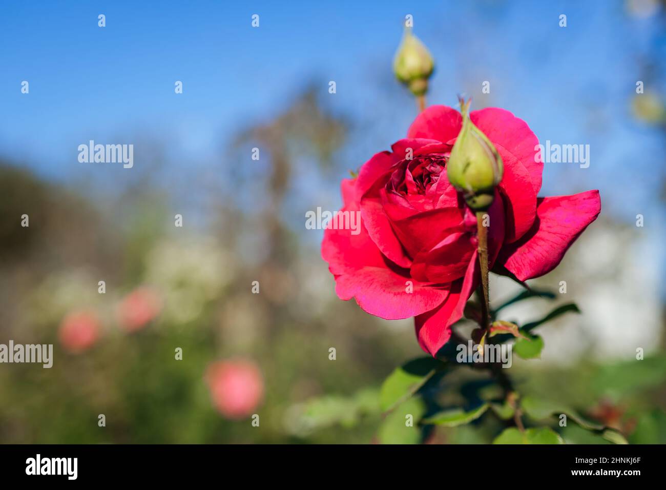 Magenta pink rose William Shakespeare blooming in summer garden ...