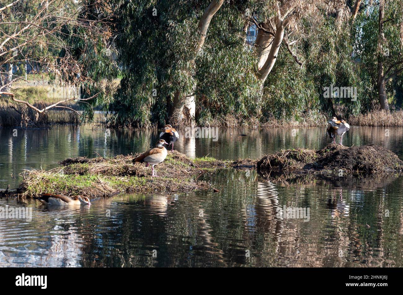 Beautiful Egyptian goose, duck, flew to the Winter Lake in Netanya in ...