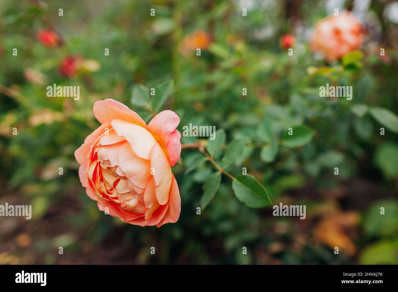 Orange salmon rose Lady of Shalott blooming in summer garden. English ...