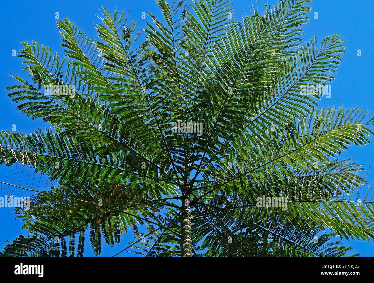 Rainforest with tree fern hi-res stock photography and images - Alamy