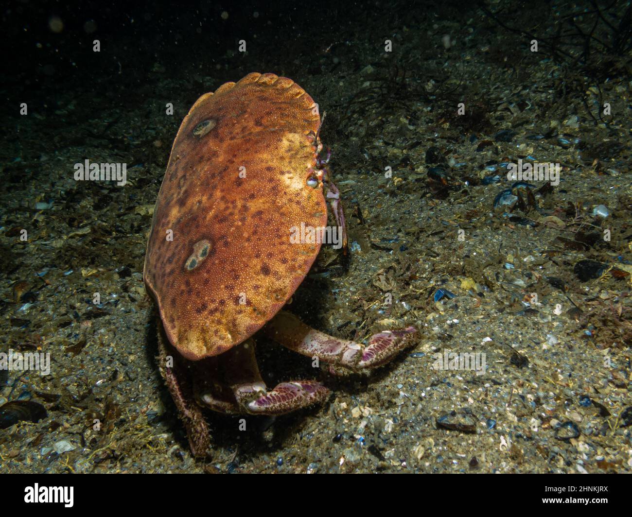 A closeup picture of a Cancer pagurus, also known as edible crab or ...