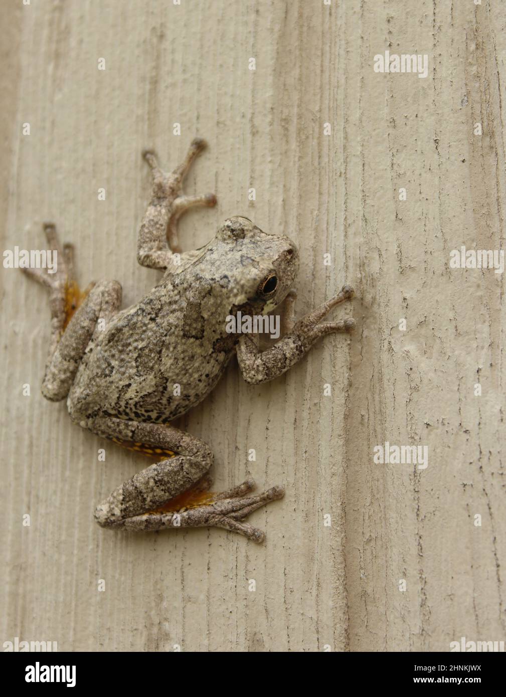 Chrysoscelis hi-res stock photography and images - Alamy