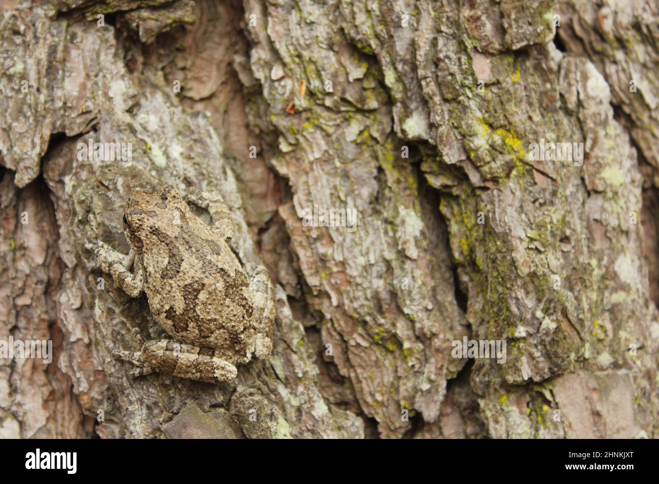 Gray Tree Frog Hyla chrysoscelis on pine tree in East Texas Stock Photo ...