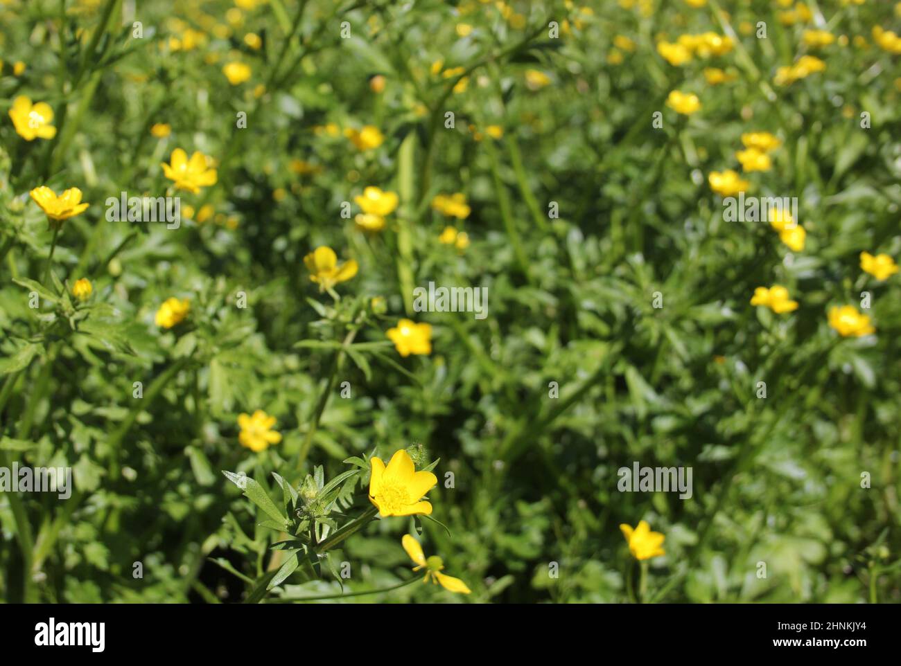 Field of Texas Wildflower Yellow Buttercup Ranunculus bulbosus ...