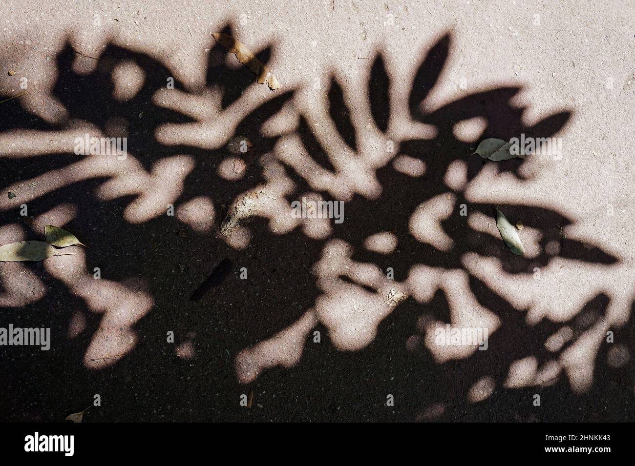 Tree shadows on pavement hi-res stock photography and images - Alamy