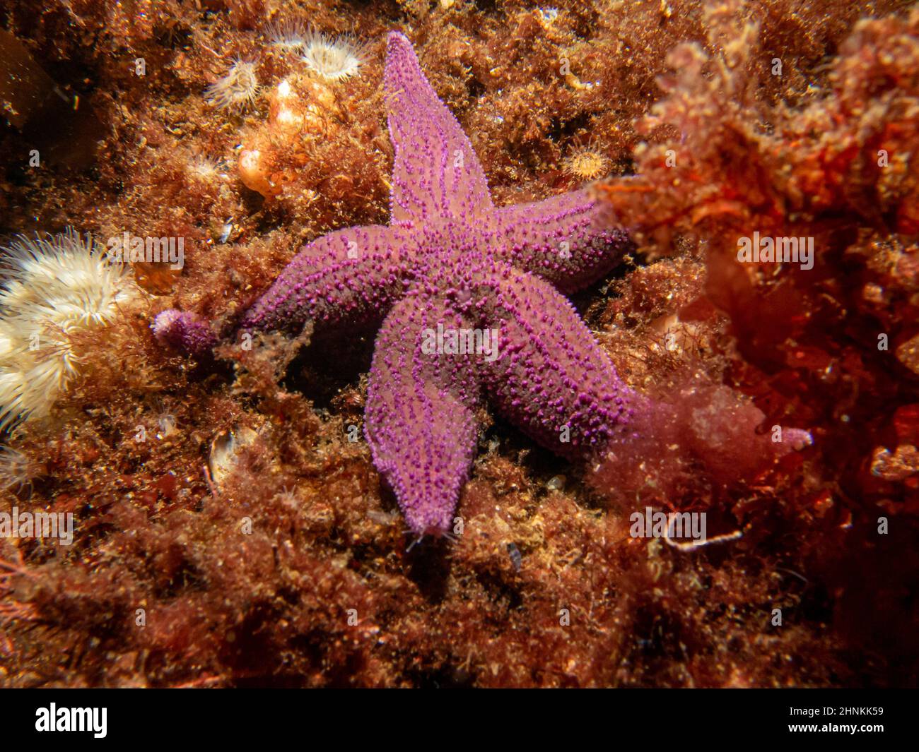 A closeup picture of a purple common starfish, common sea star or sugar ...