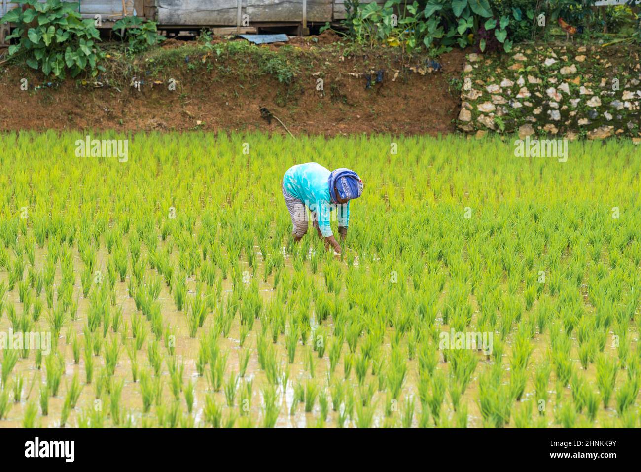 Rice paddy worker hi-res stock photography and images - Alamy