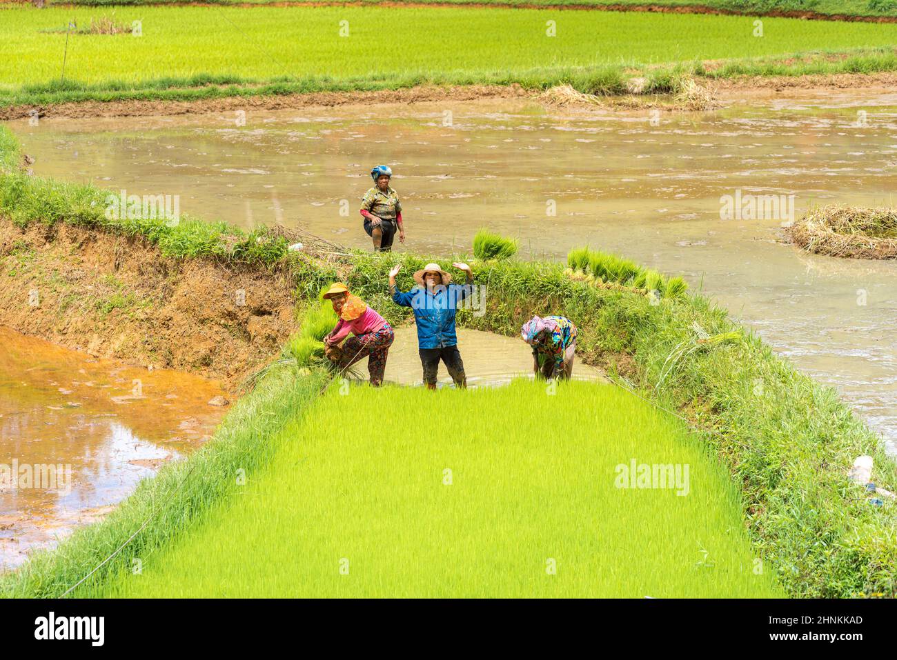 Rice paddy worker hi-res stock photography and images - Alamy