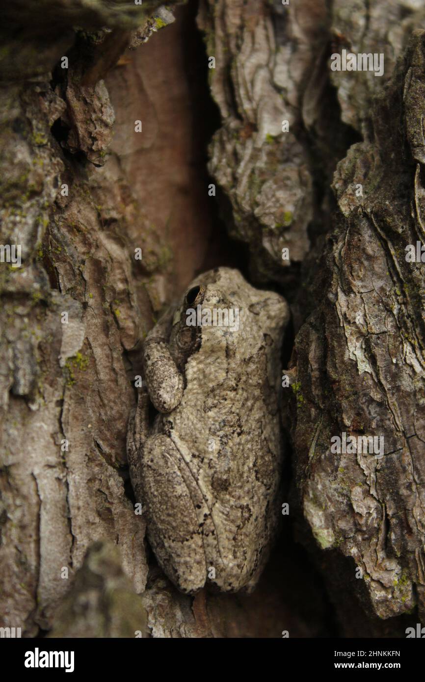 Gray Tree Frog Hyla chrysoscelis on pine tree in Eastern Texas Stock ...