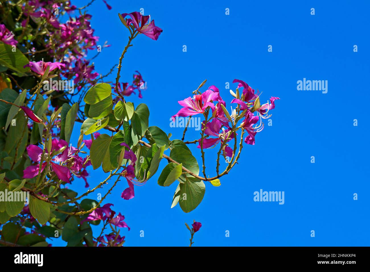 Pink orchid tree flowers (Bauhinia blakeana Stock Photo - Alamy